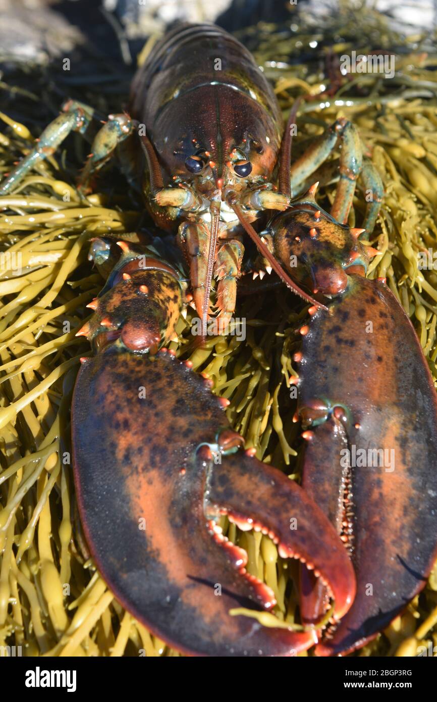 Pretty maine lobster with large claws on a bed of seaweed Stock Photo ...
