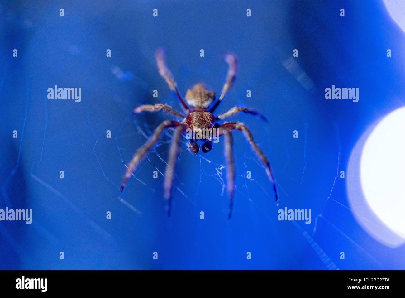 Discover spider building spider web in nature Stock Photo - Alamy