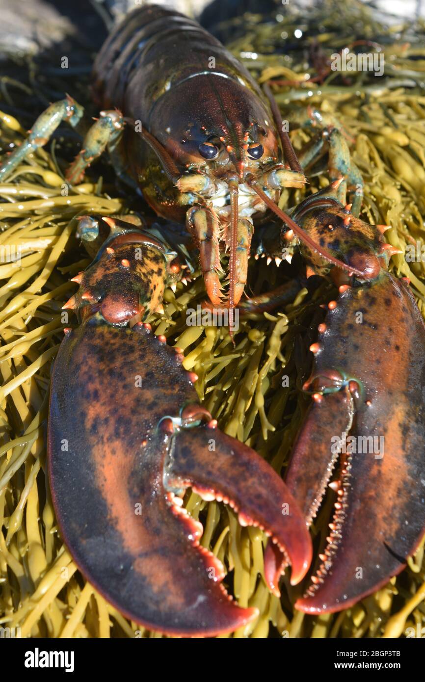 Adorable large red lobster from maine Stock Photo - Alamy