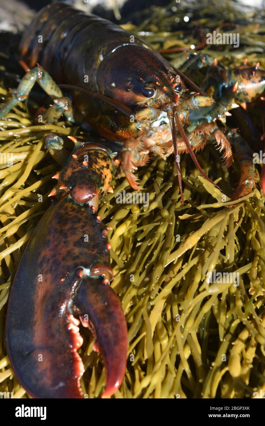 American lobster huge hi-res stock photography and images - Alamy