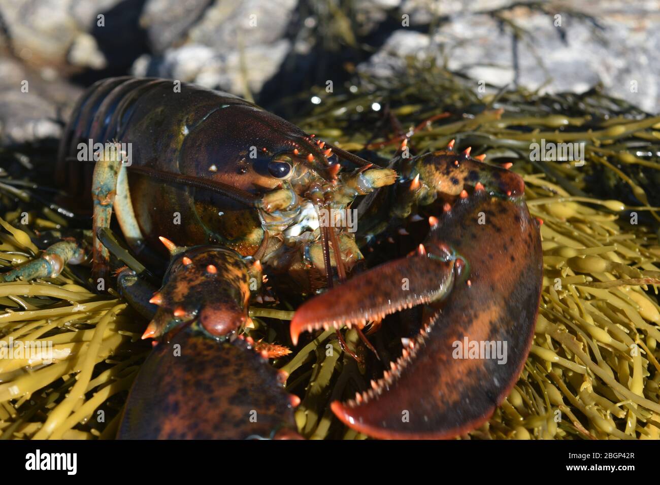 Adorable photo of a wild lobster in maine Stock Photo - Alamy