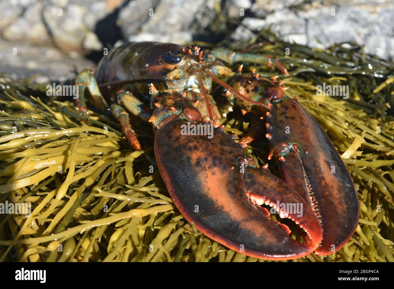 Large red atlantic lobster resting on a bed of seaweed Stock Photo - Alamy