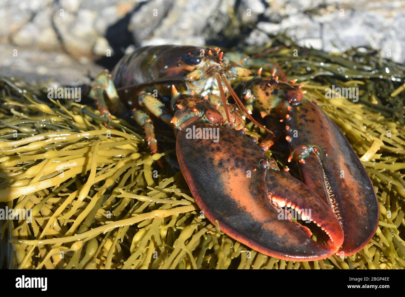 Pretty red lobster with dark red claws Stock Photo - Alamy