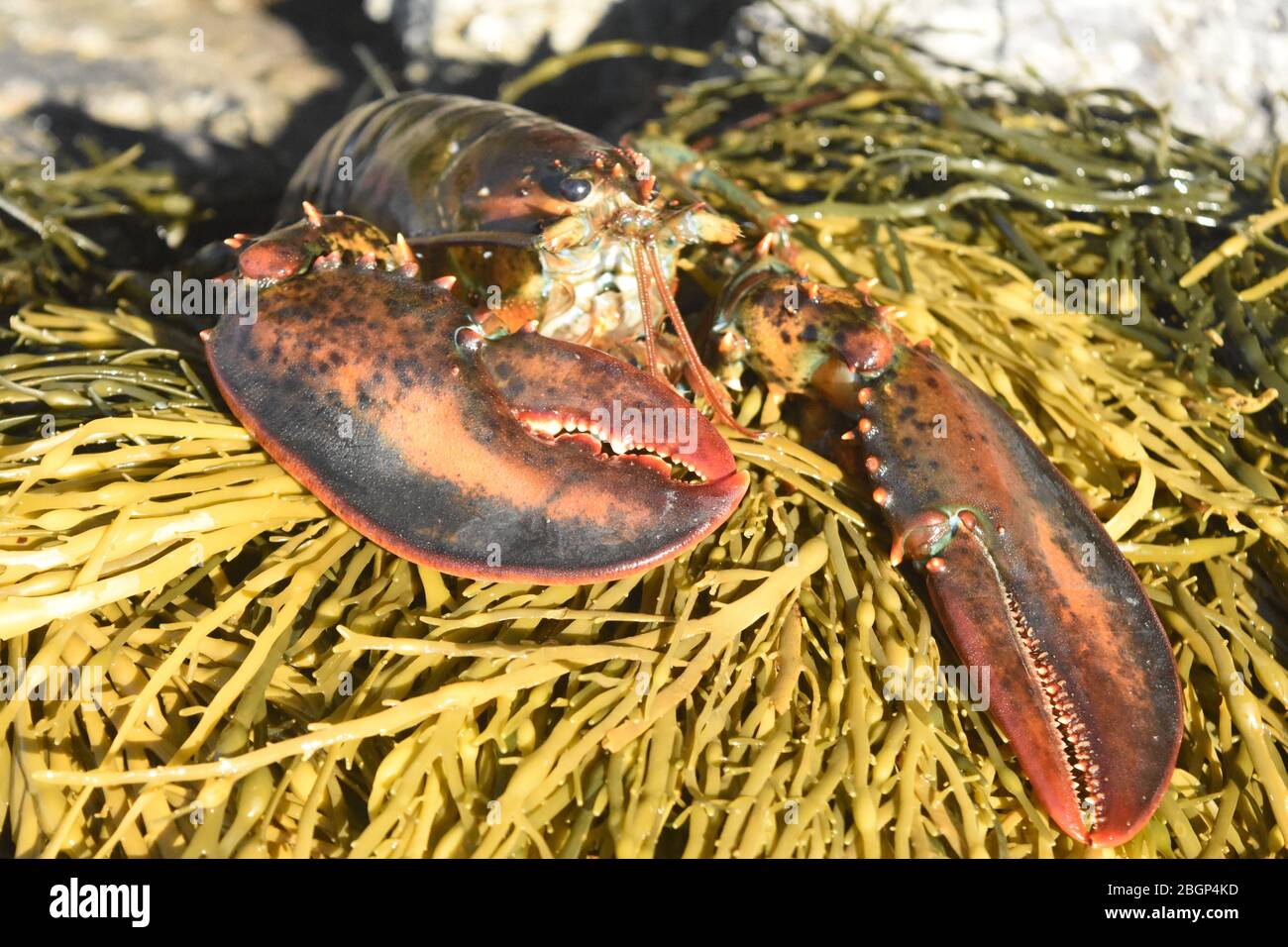 Beautiful atlantic lobster with large claws Stock Photo - Alamy