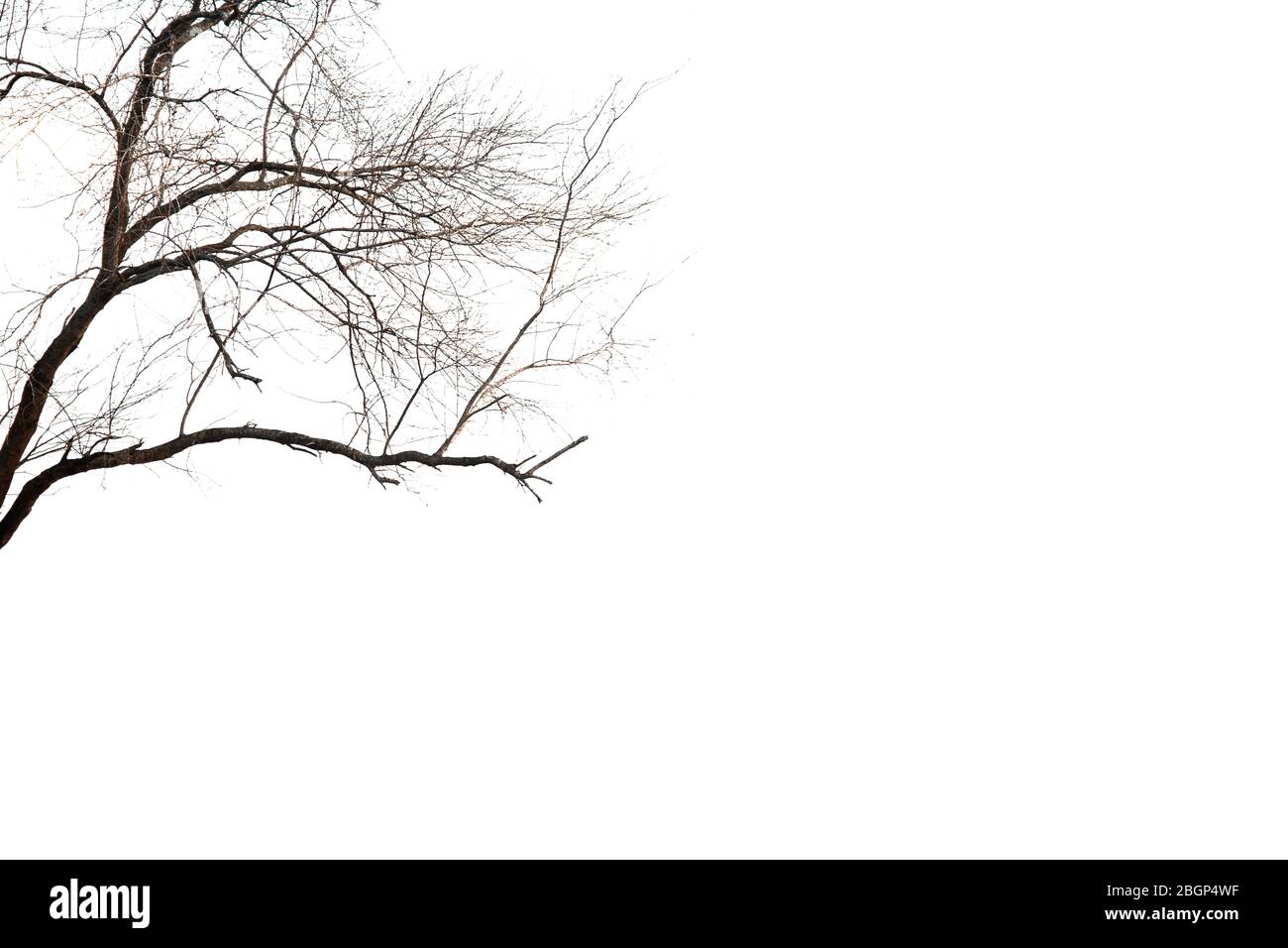 Dry trees with dry twigs on a white background along the cutting path ... Dry trees with dry twigs on a white background along the cutting path ...