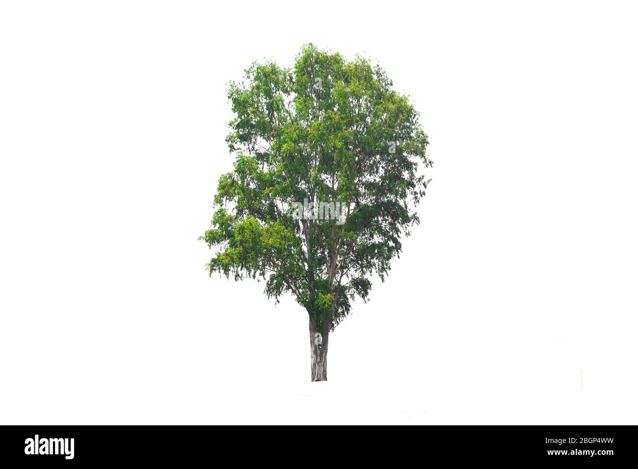 Green tree on isolated, an evergreen leaves plant di cut on white ...