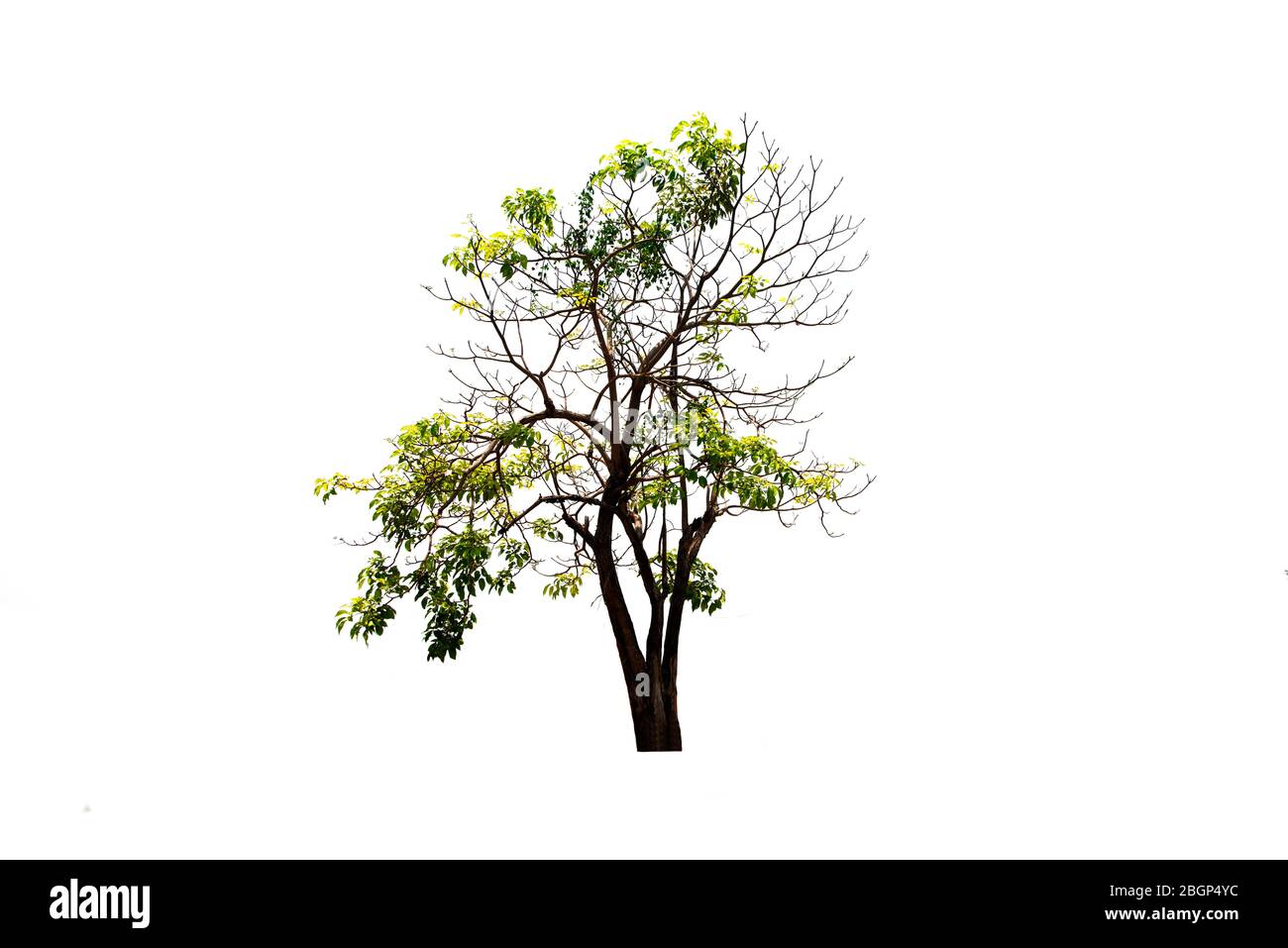 Ornamental bark garden spring Cut Out Stock Images & Pictures - Alamy