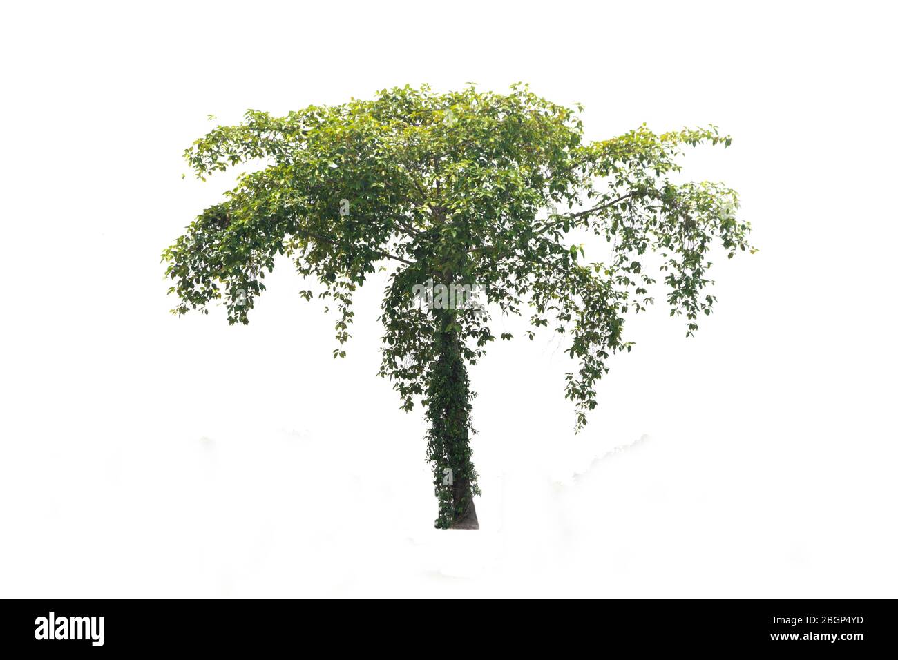 Green tree on isolated, an evergreen leaves plant di cut on white ...