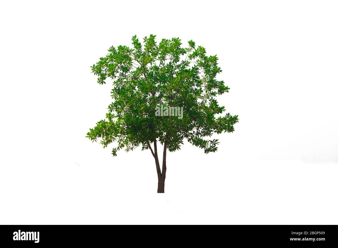 Green tree on isolated, an evergreen leaves plant di cut on white ...