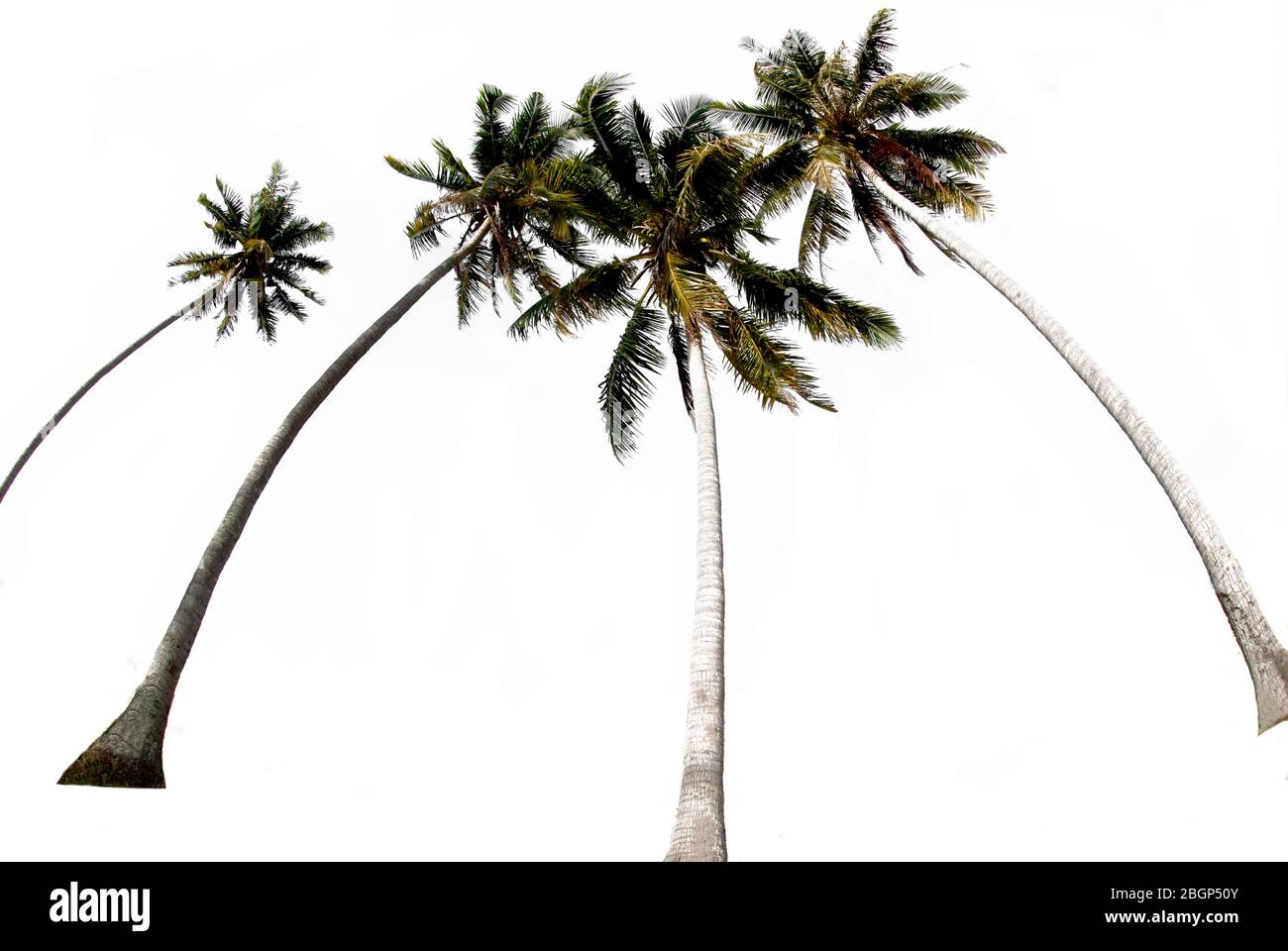 Groups of coconut trees on a white background along the cutting path ...