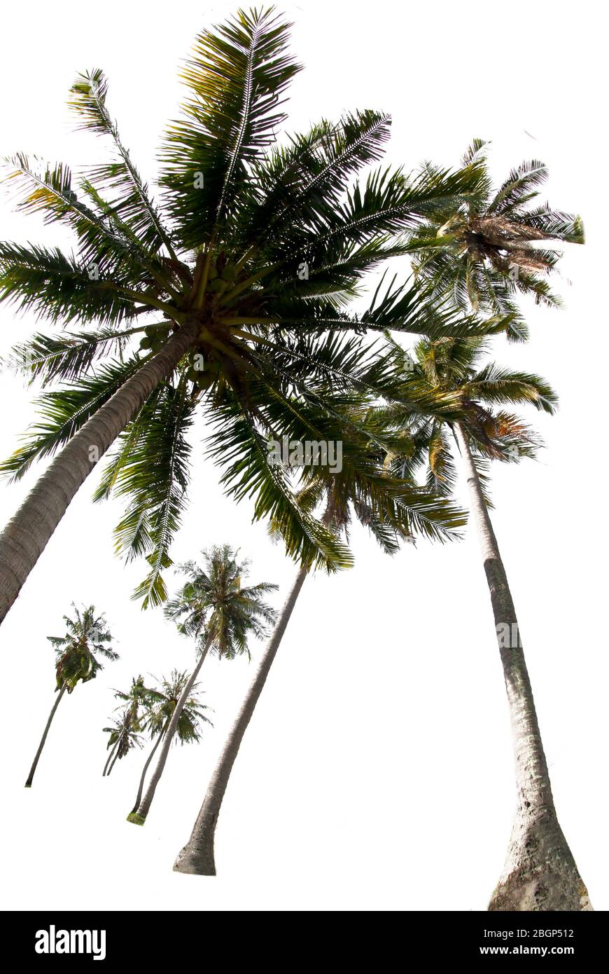 Groups of coconut trees on a white background along the cutting path ...