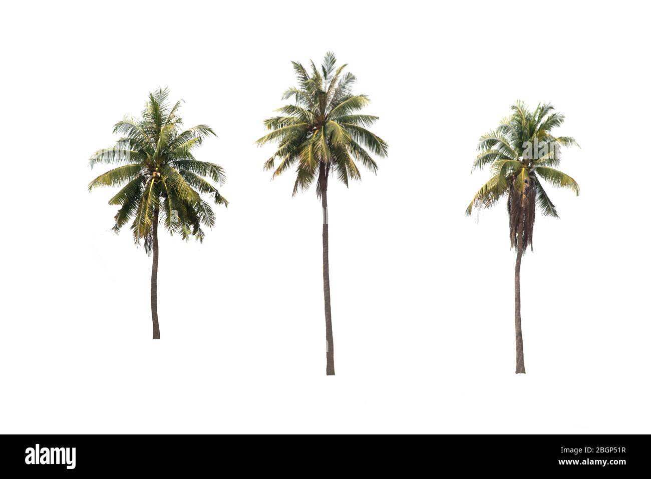 Groups of coconut trees on a white background along the cutting path ...