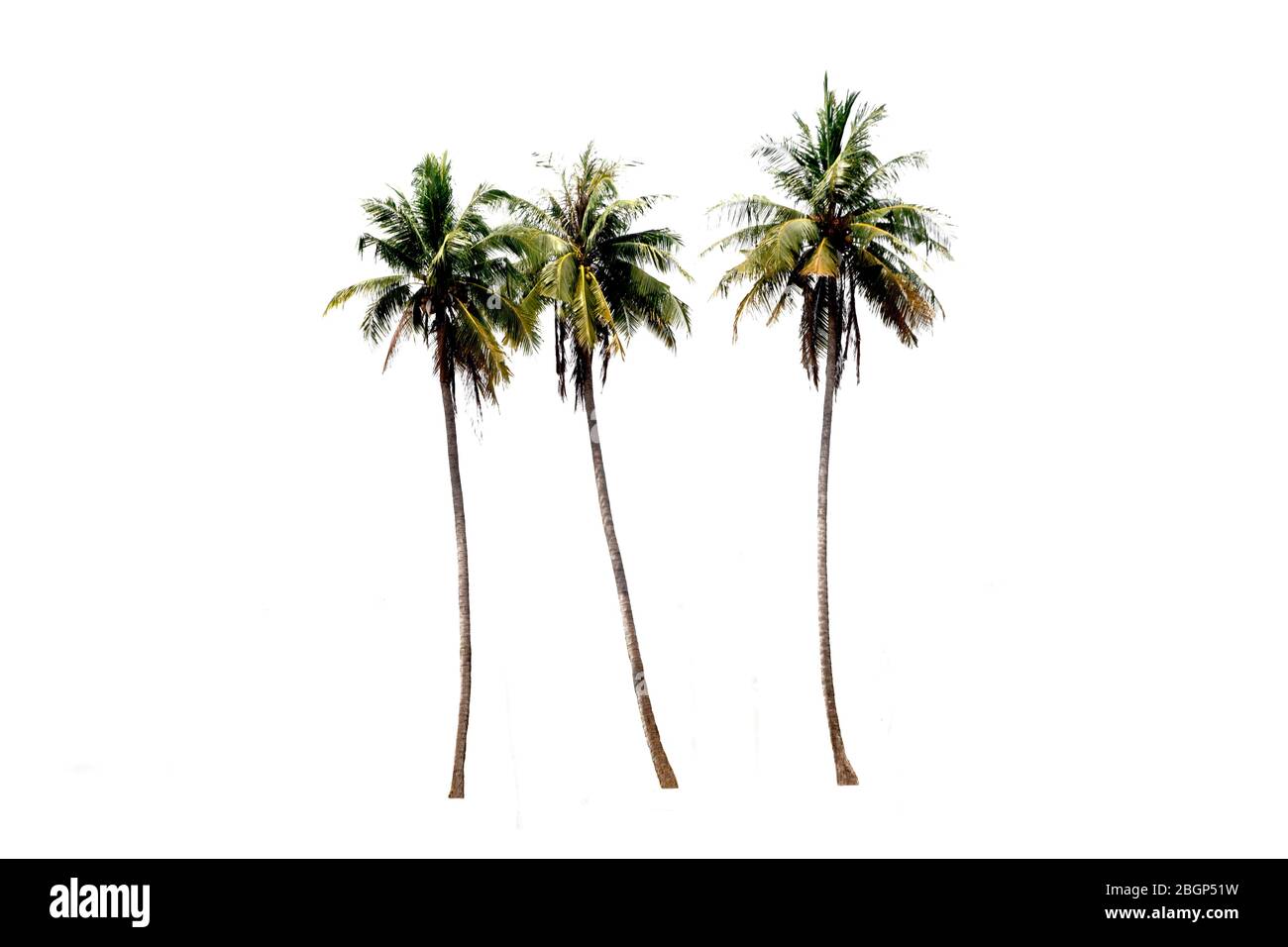 Groups of coconut trees on a white background along the cutting path ...