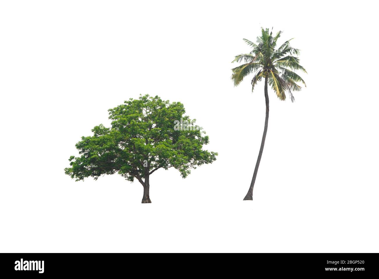 Two green tree and on isolated, an evergreen leaves plant di cut on ...