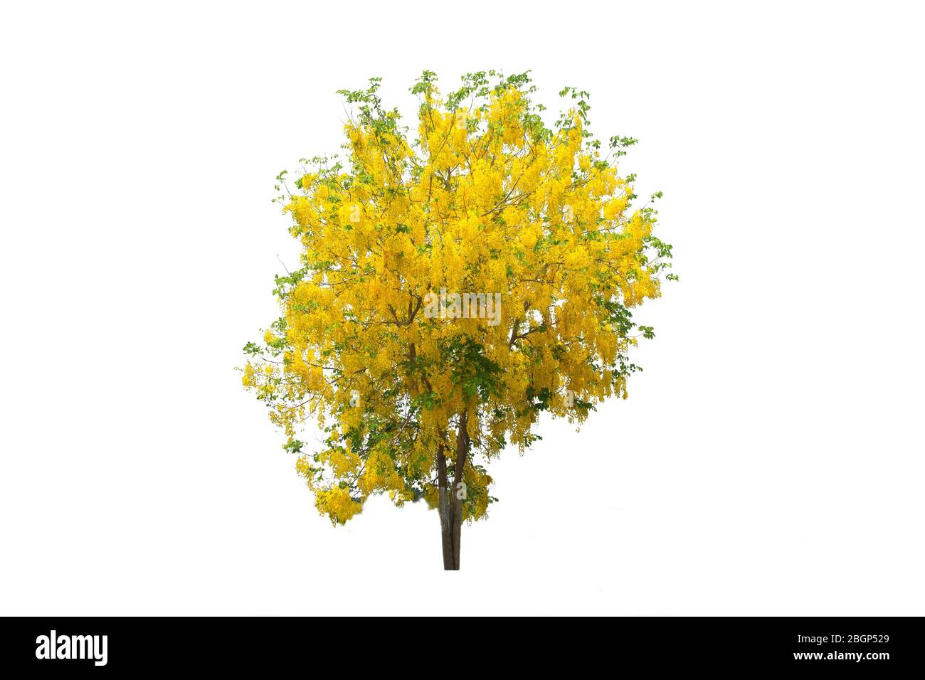 Tabebuia or Golden tree or Tallow Pui tree on isolated, an evergreen ...