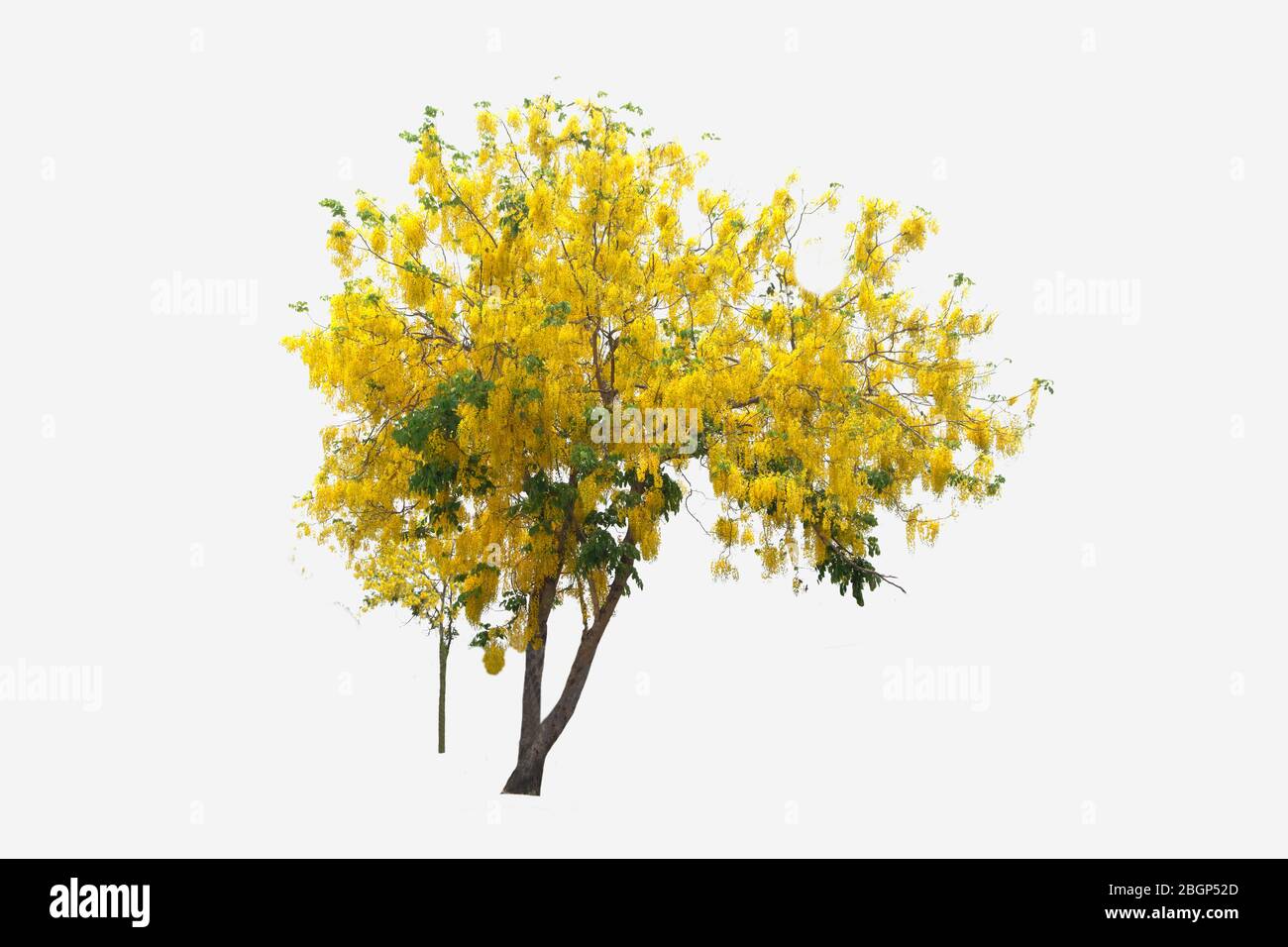Tabebuia or Golden tree or Tallow Pui tree on isolated, an evergreen ...
