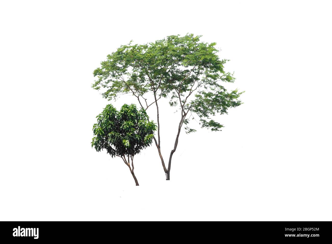 Two green tree and on isolated, an evergreen leaves plant di cut on ...