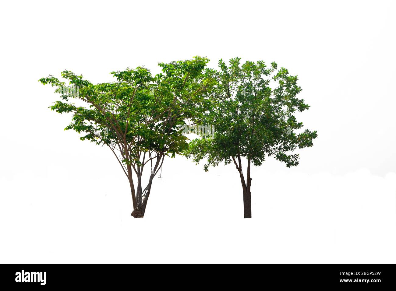 Two green tree and on isolated, an evergreen leaves plant di cut on ...