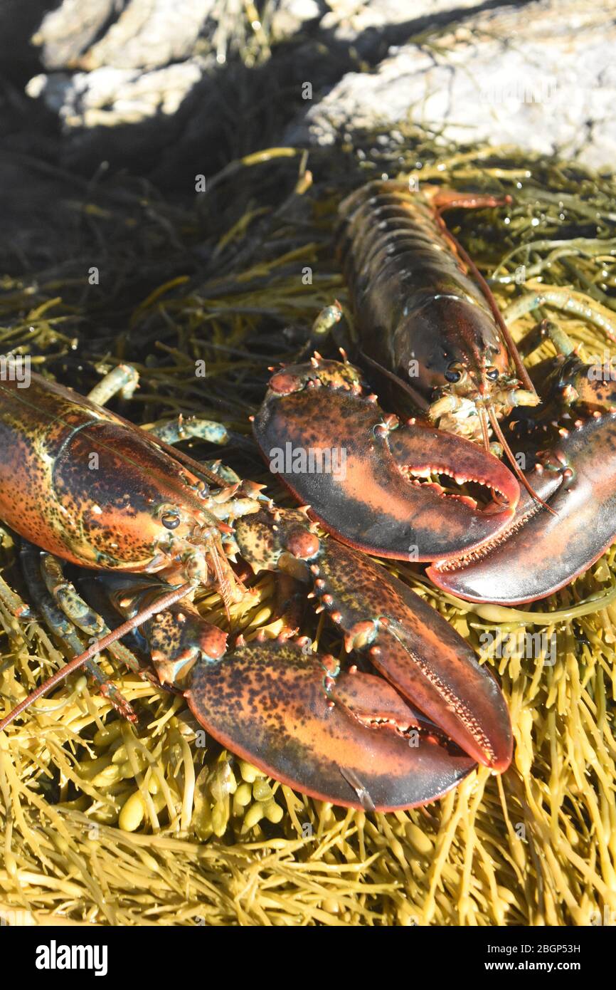 Beautiful pair of mine lobsters next to each other Stock Photo - Alamy