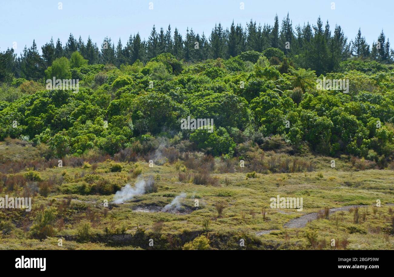 Geothermal activity new zealand hi-res stock photography and images - Alamy