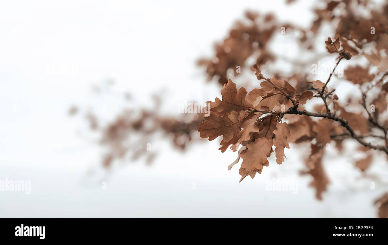 Japanese oak tree hi-res stock photography and images - Alamy