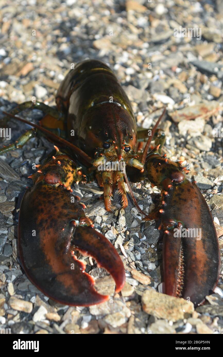 Pretty marine photo of a wild lobster Stock Photo - Alamy