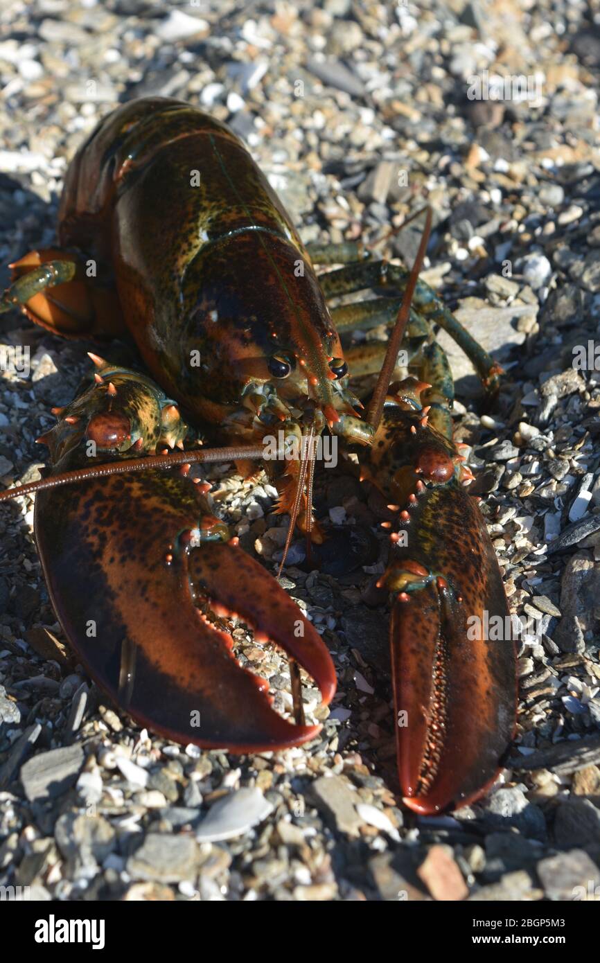 American lobster huge hi-res stock photography and images - Alamy