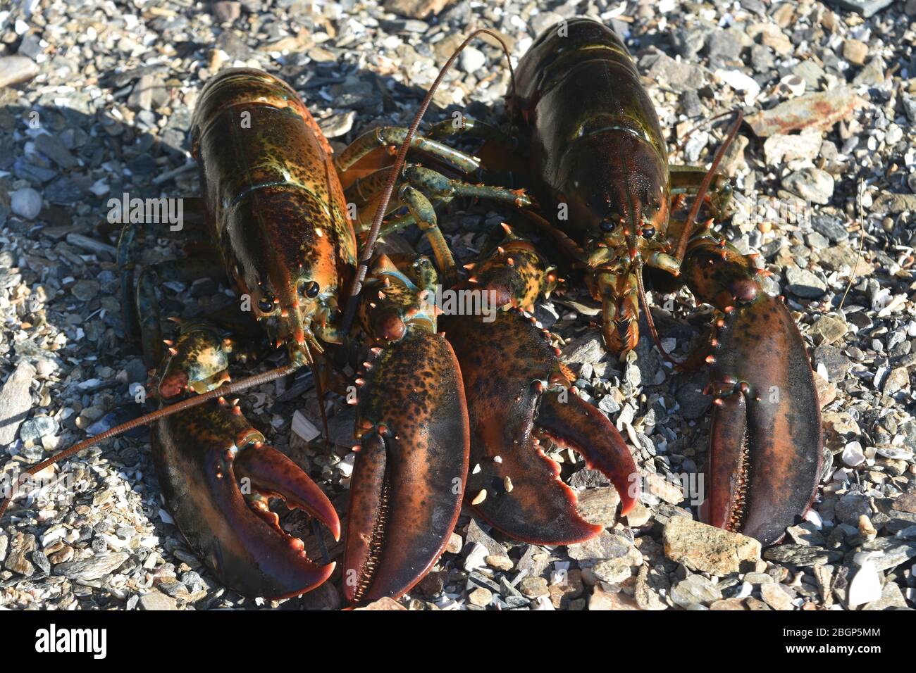 Adorable pair of red lobsters laying down on small rocks Stock Photo ...