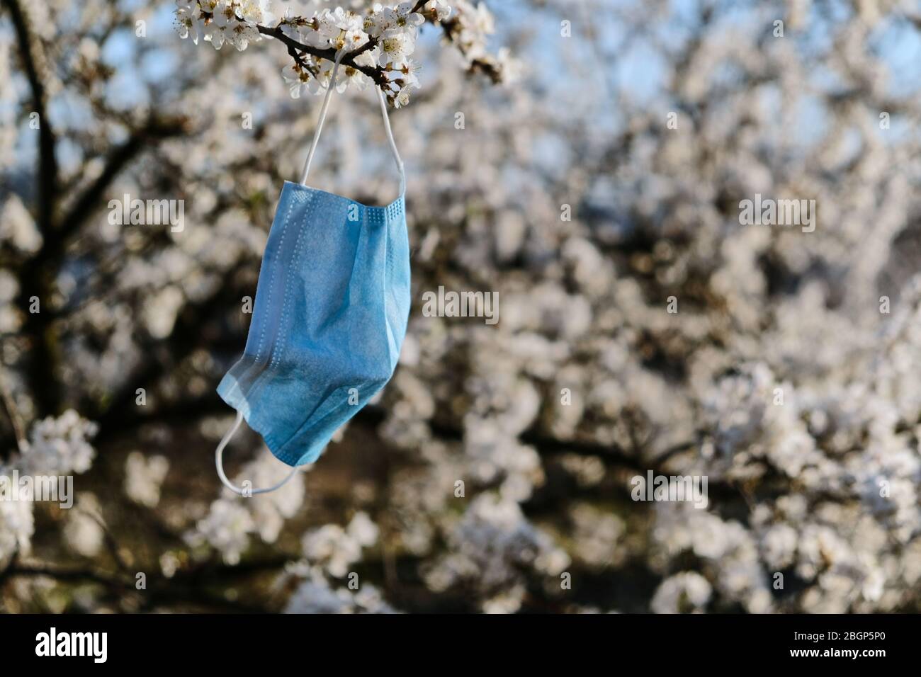 blue medical mask hanging on a flowering cherry tree. quarantine ...
