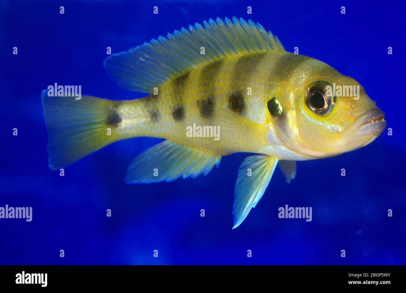 Barred Midas Cichlid