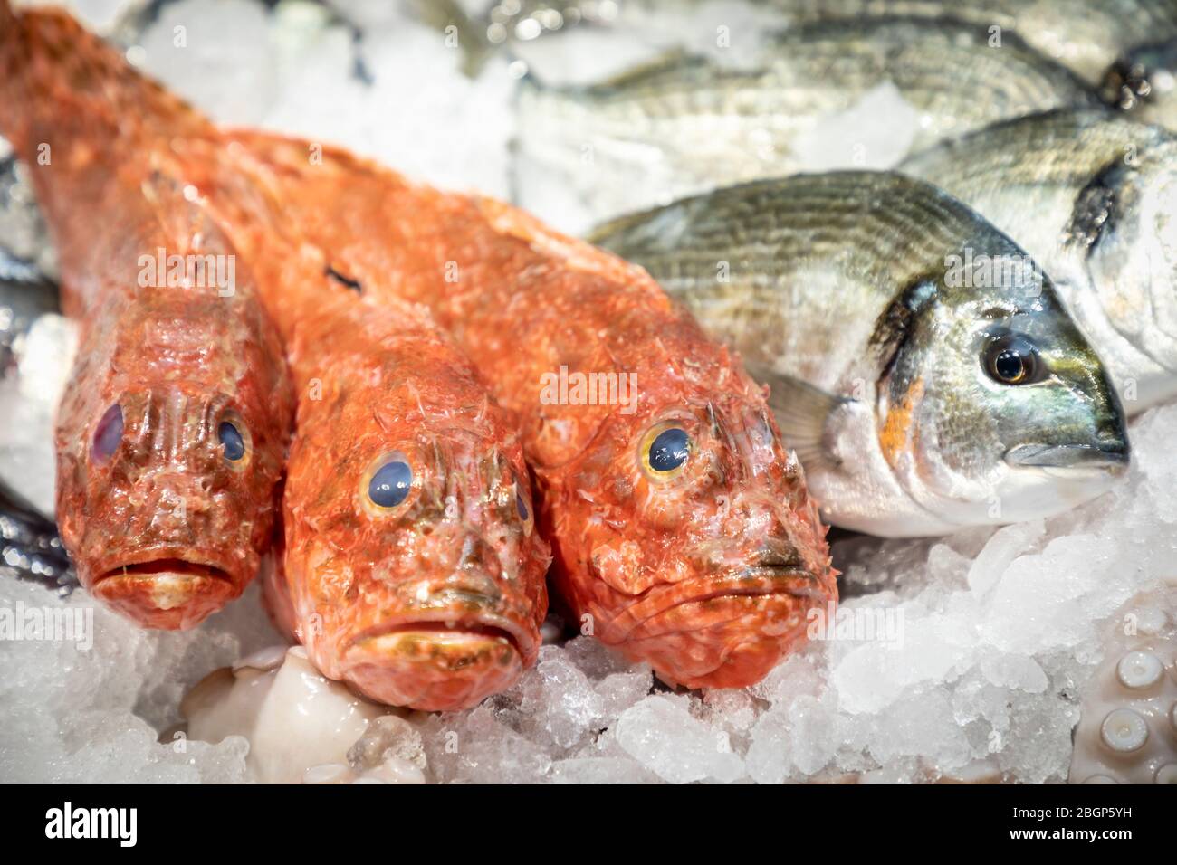 octopus, redfish and sea bream on fish market Stock Photo - Alamy