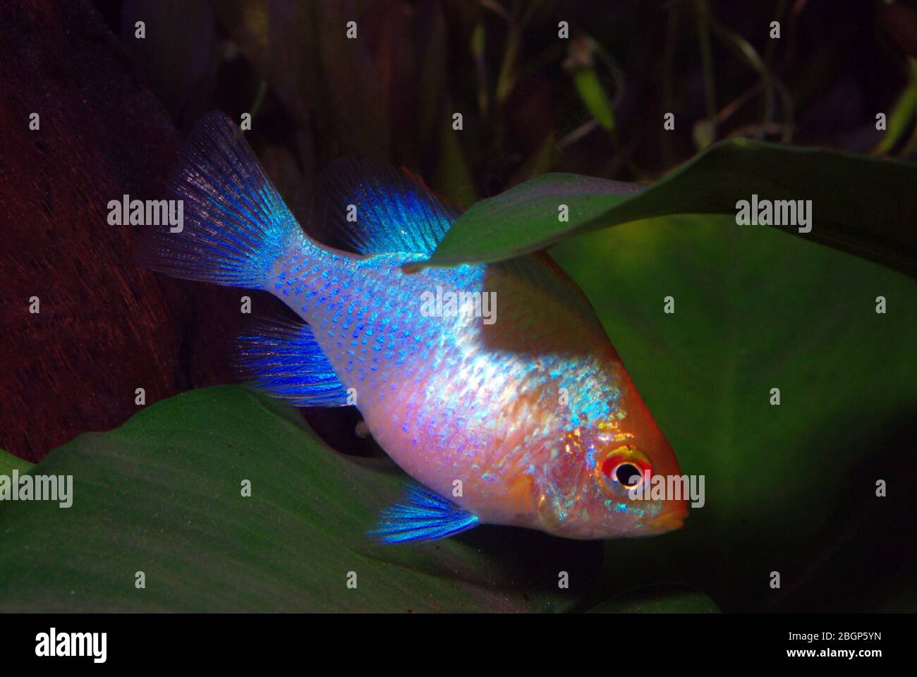 Female Butterfly cichlid or Ram (Microgeophagus ramirezi), Electric ...