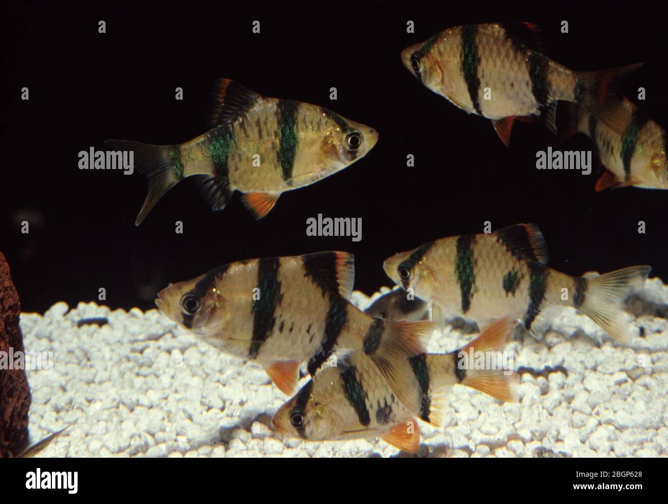 Tiger or Sumatra barb (Puntigrus tetrazona Stock Photo - Alamy
