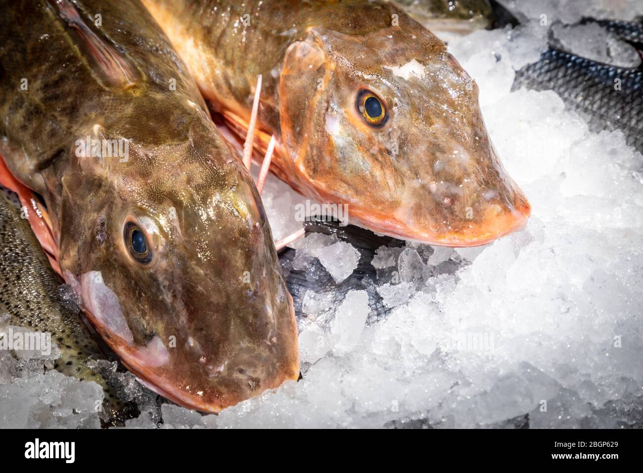 Red Gurnard Fish Stock Photo - Alamy
