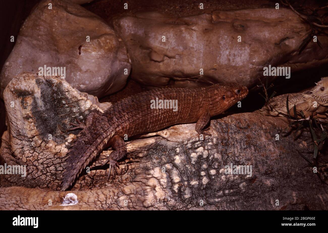 Spiny skink hi-res stock photography and images - Alamy