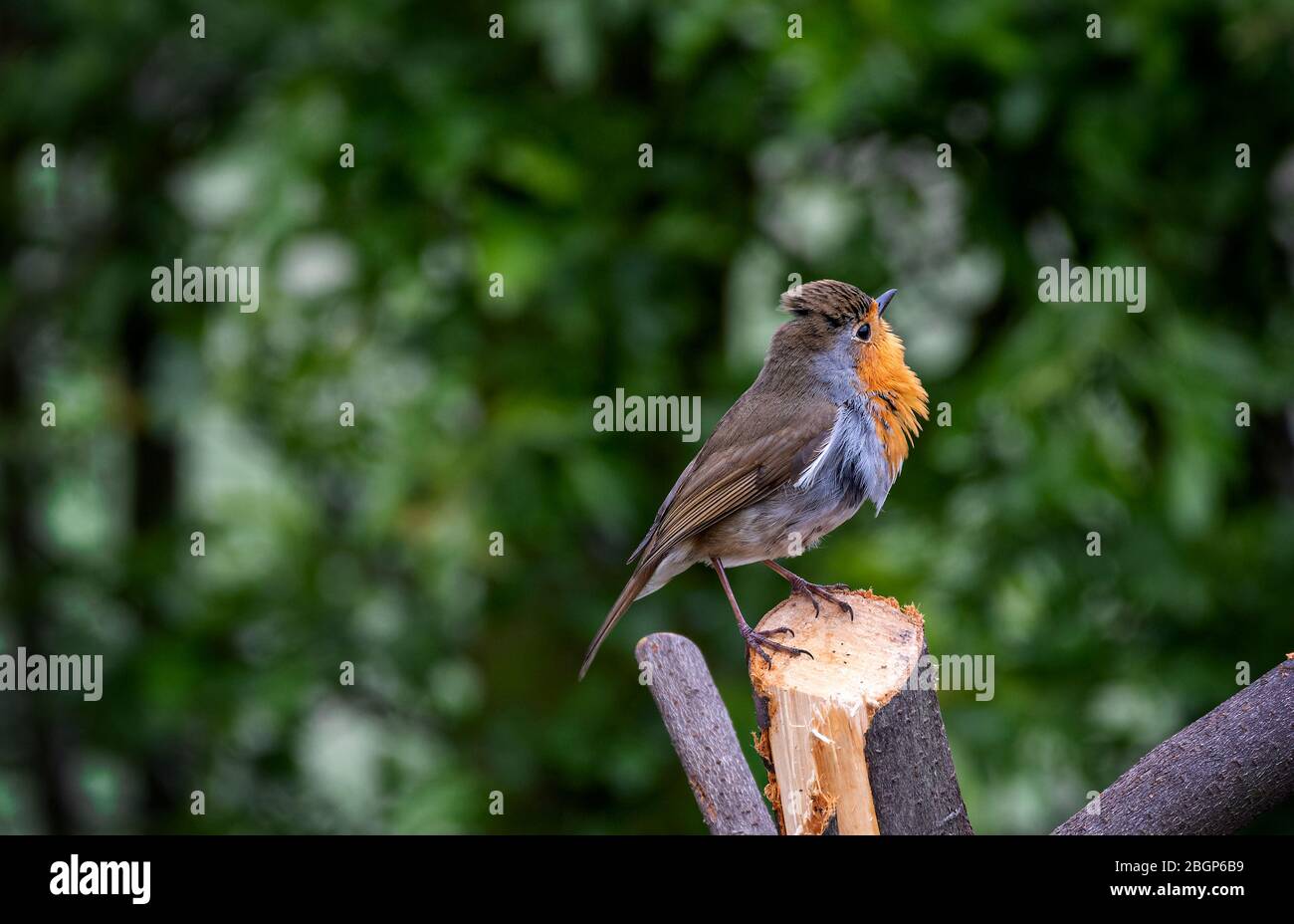 Puffing up the feathers hi-res stock photography and images - Alamy
