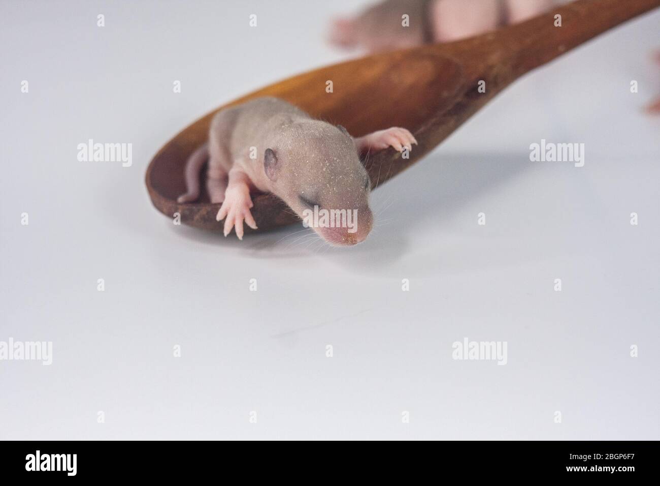 Asian food. Rats on a wooden spoon. chinese food features Stock Photo ...