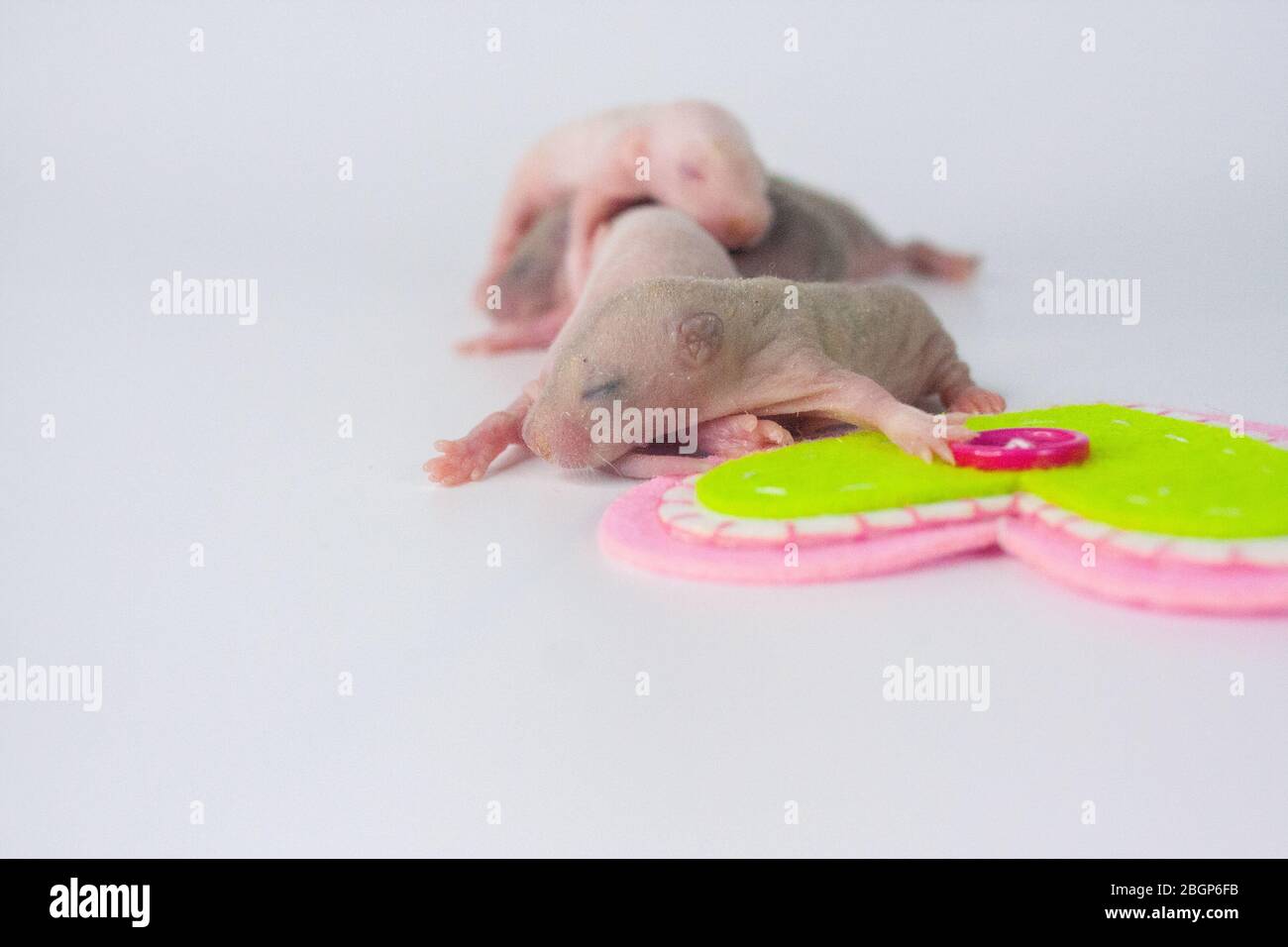 Baby rat pups on a white background.Color heart Stock Photo - Alamy
