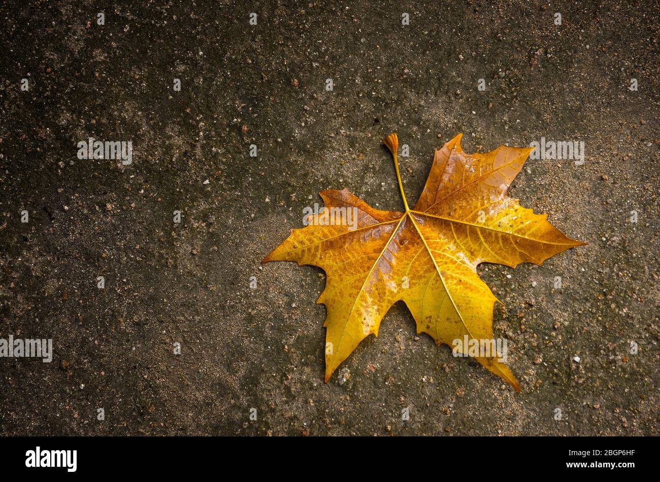 Wet yellow fall leaf fallen on the dirt track Stock Photo - Alamy
