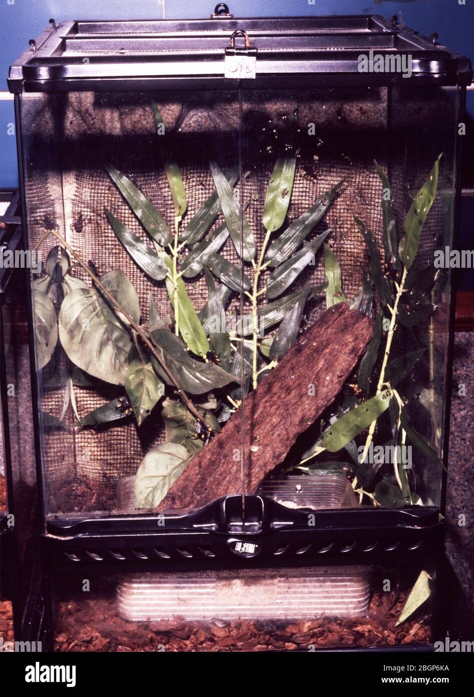 Terrarium for chameleon or stick insects Stock Photo - Alamy