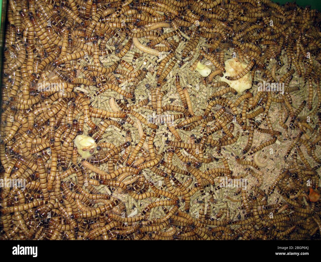 Mealworms (Tenebrio molitor larvae Stock Photo - Alamy
