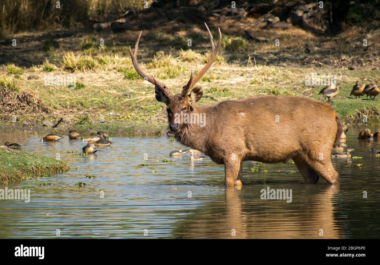 Male sambar deer hi-res stock photography and images - Alamy