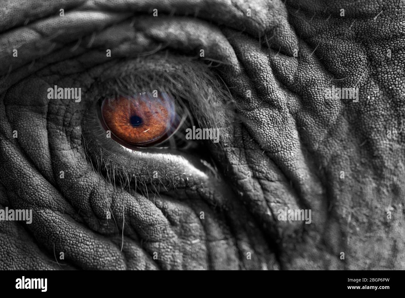 Asian elephnat hi-res stock photography and images - Alamy