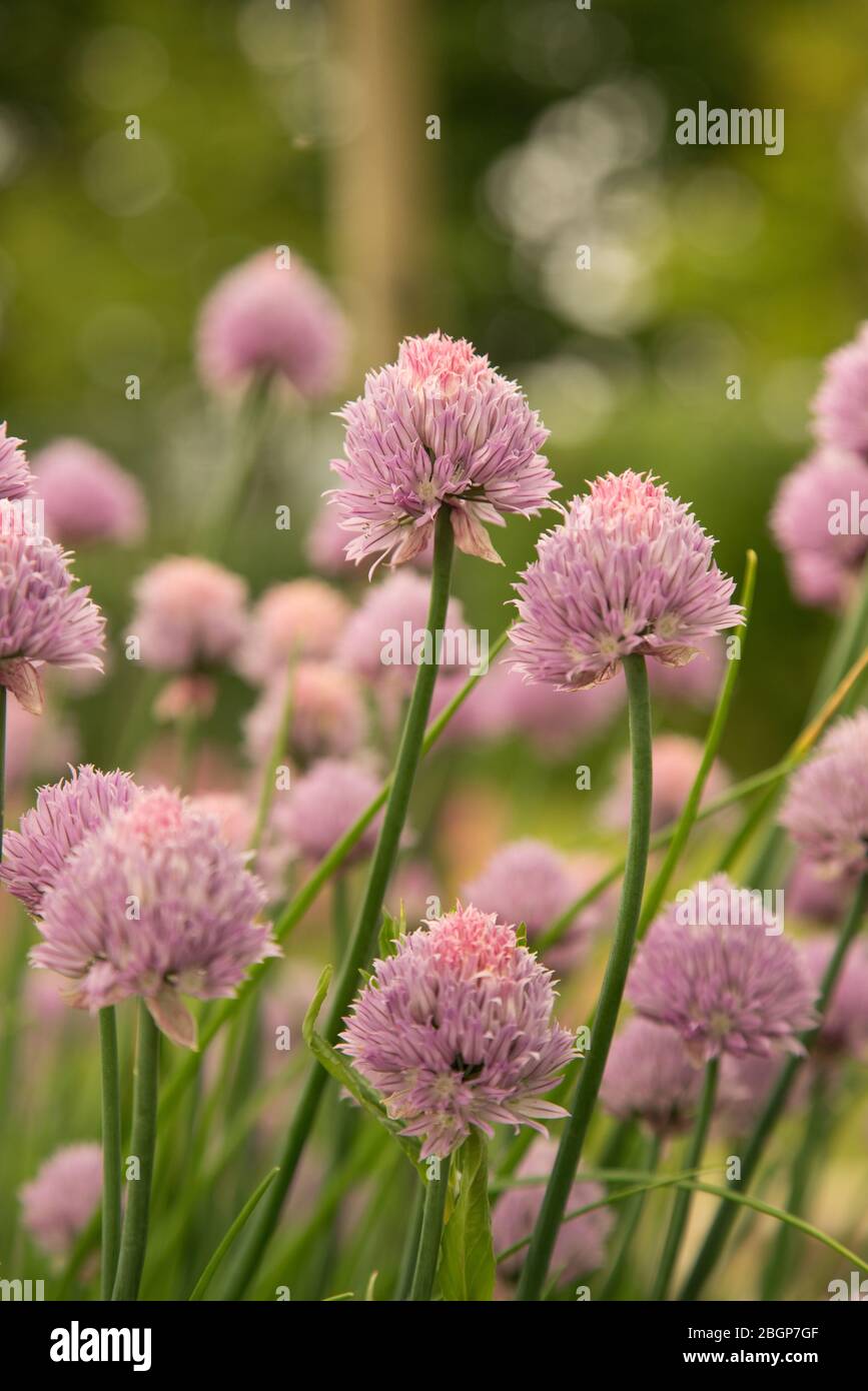 Purple and pink chive flowers, allium Stock Photo - Alamy