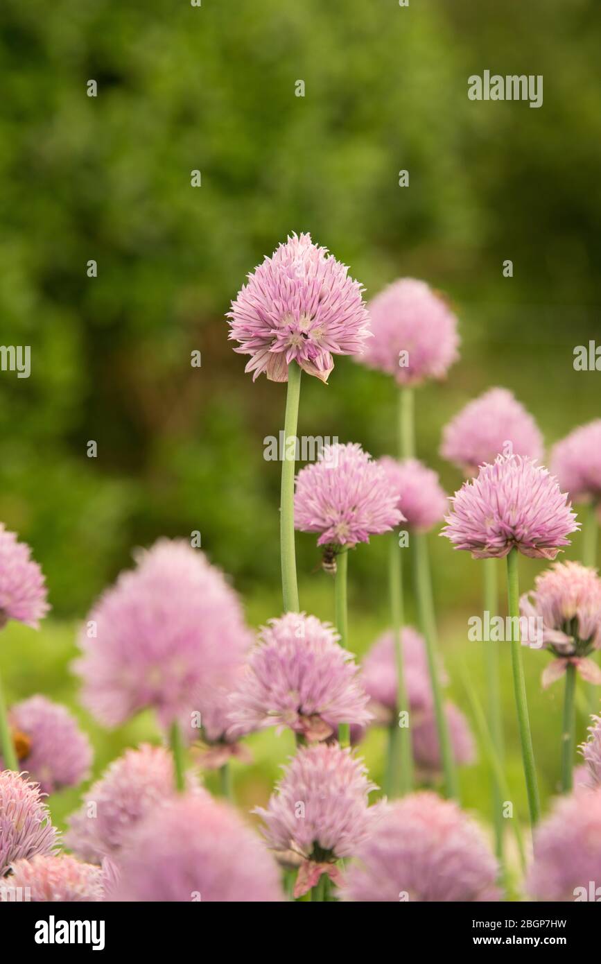 Purple and pink chive flowers, allium Stock Photo - Alamy