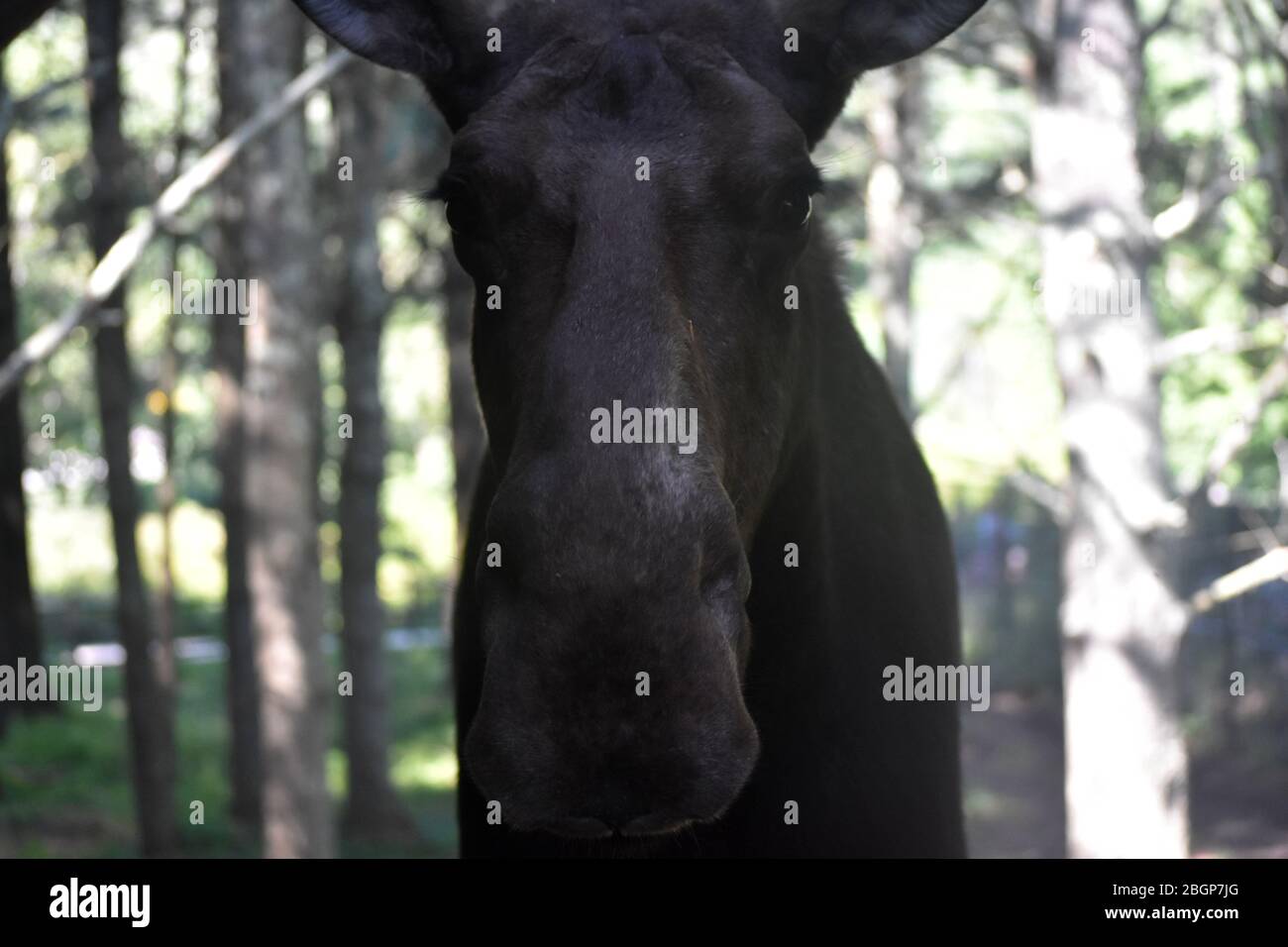Close up moose nose hi-res stock photography and images - Alamy