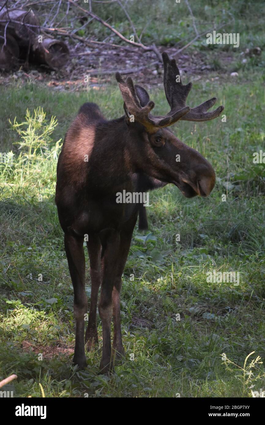 Full face and antlers hi-res stock photography and images - Alamy