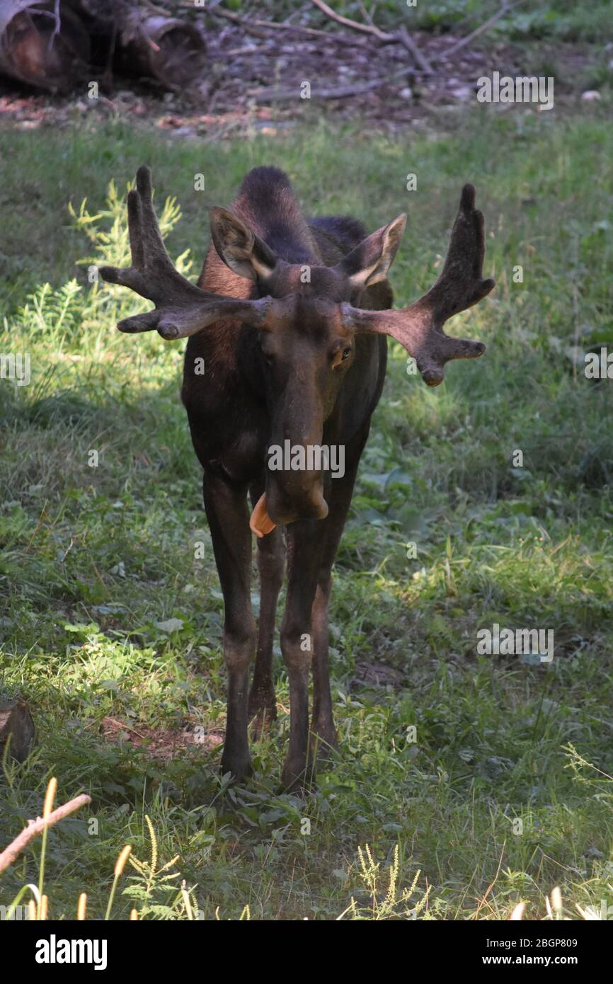 Wild moose with his tongue hanging out in a clearing Stock Photo - Alamy