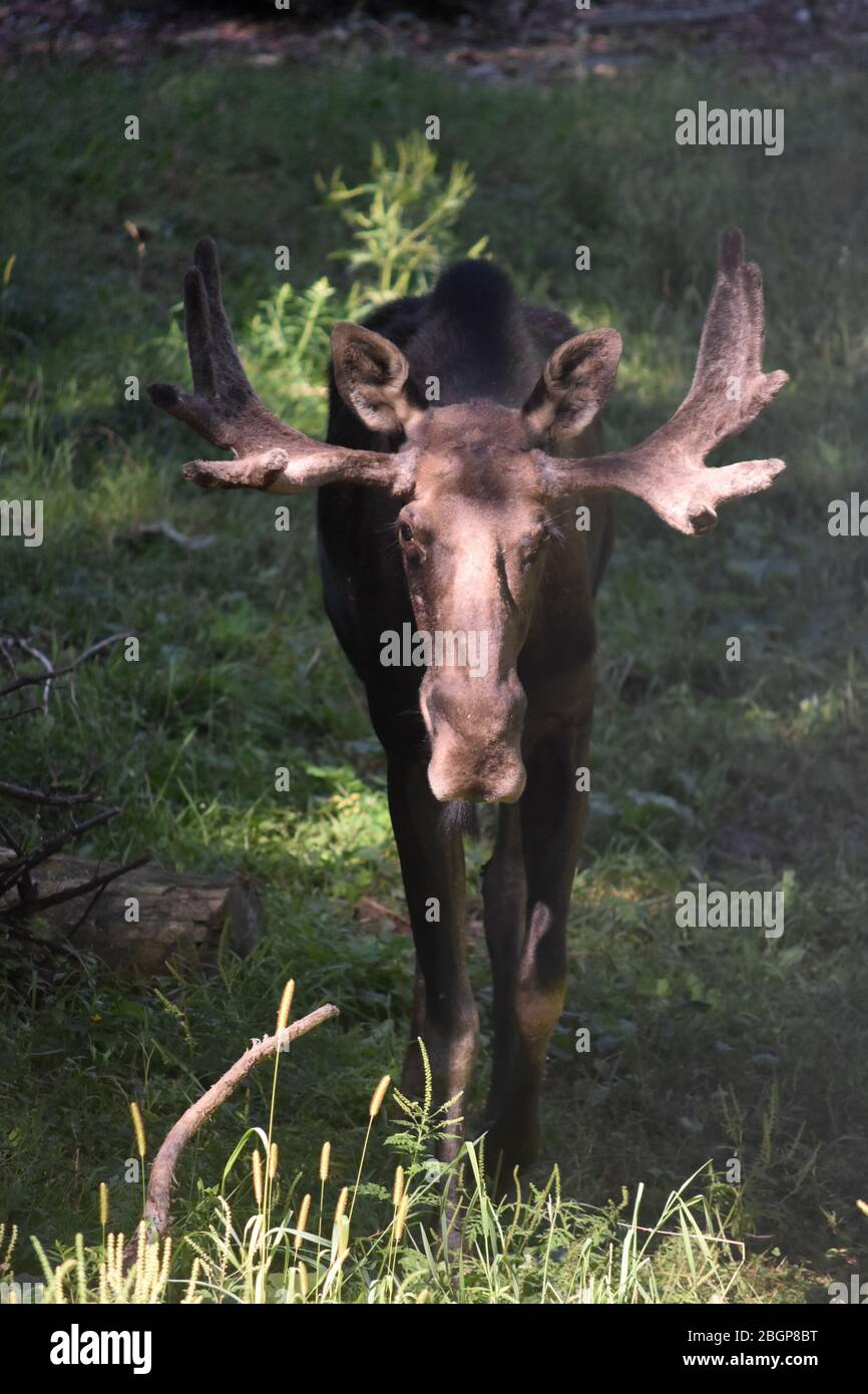 Gorgeous young moose walking through tall grass Stock Photo - Alamy