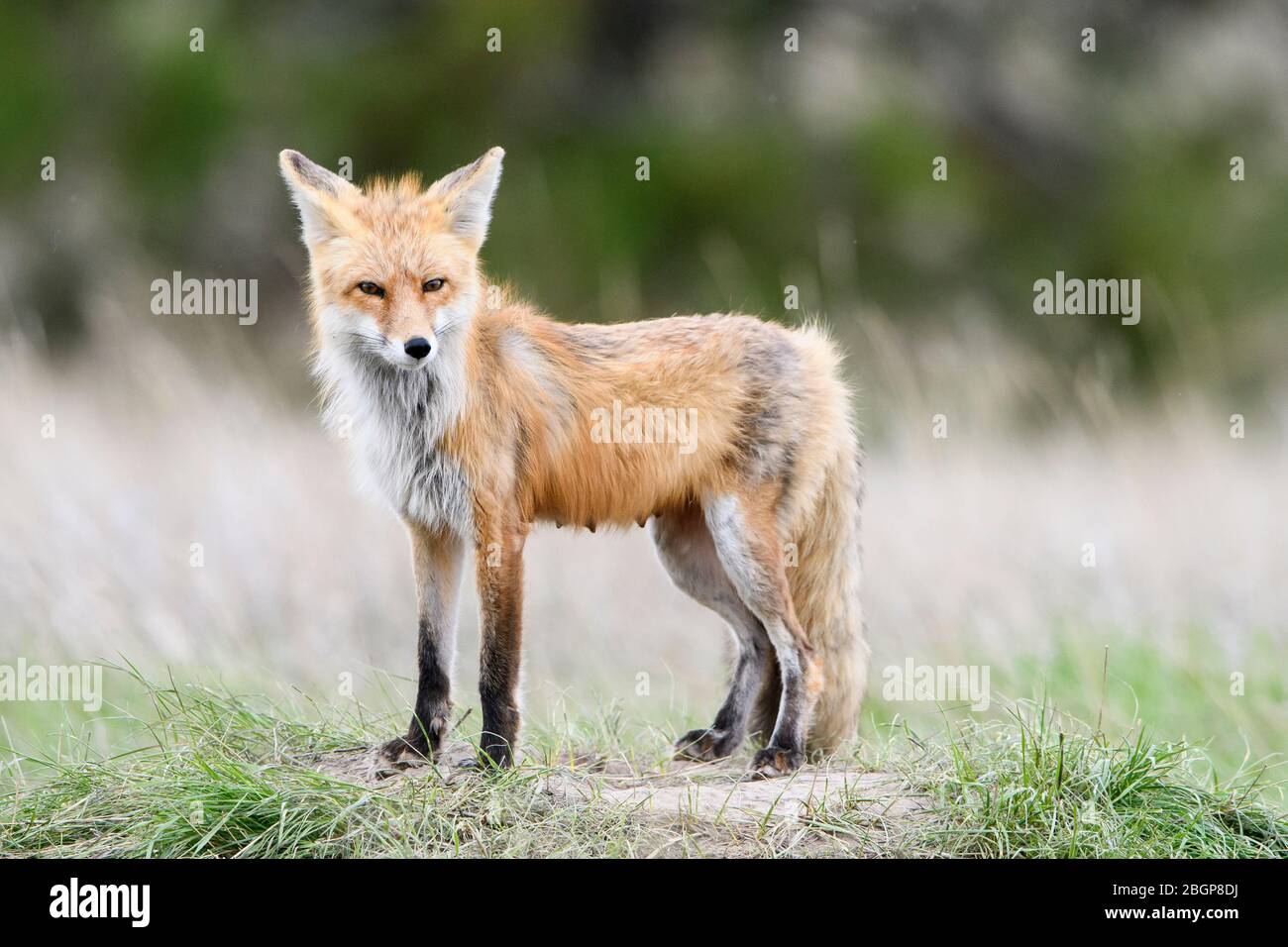 Red Fox (Vulpes vulpes) vixen, Montana USA Stock Photo - Alamy